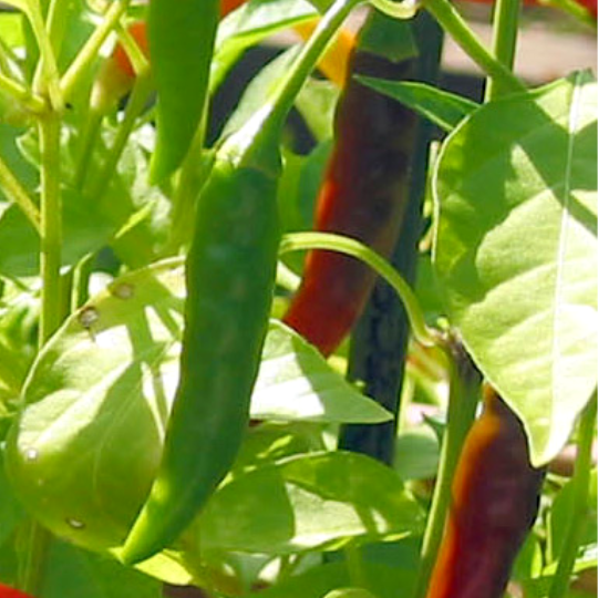 Piri-Piri pepper (Capsicum frutescens) | Terre promise
